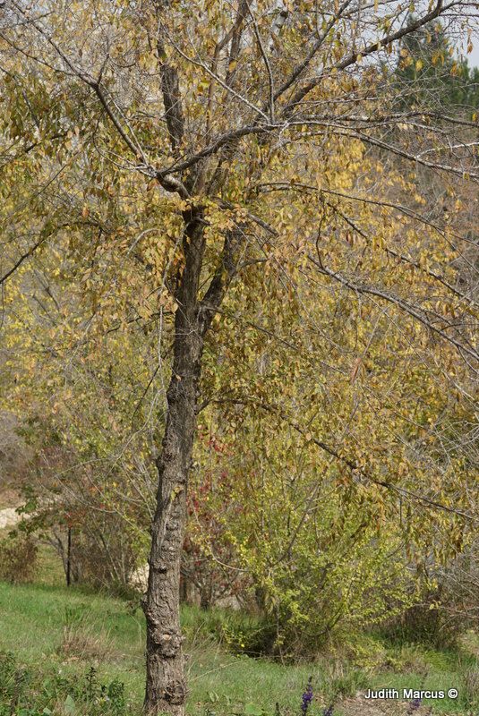 Ulmus minor subsp. canescens - אולמוס שעיר, Grey Elm, אולמוס שעיר, Grey ...