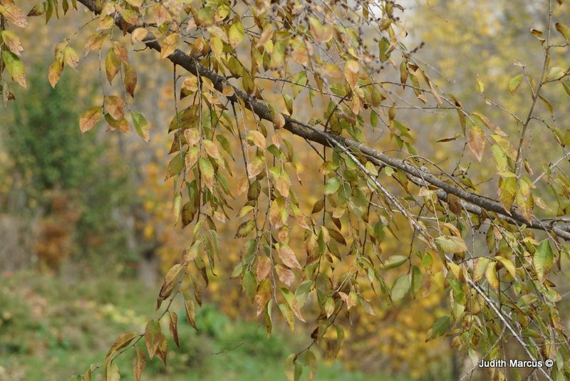 Ulmus minor subsp. canescens - אולמוס שעיר, Grey Elm, אולמוס שעיר, Grey ...