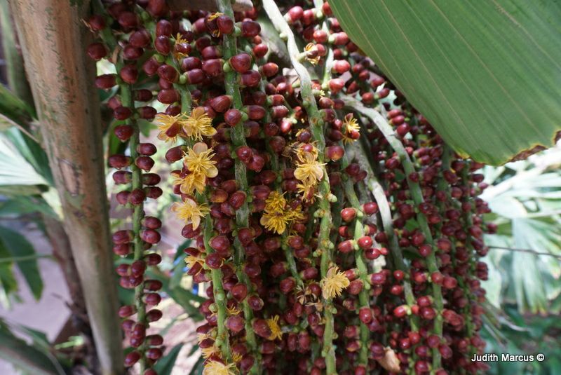 Caryota maxima 'Himalaya' - Himalayan Fishtail Palm, Mountain Fishtail ...