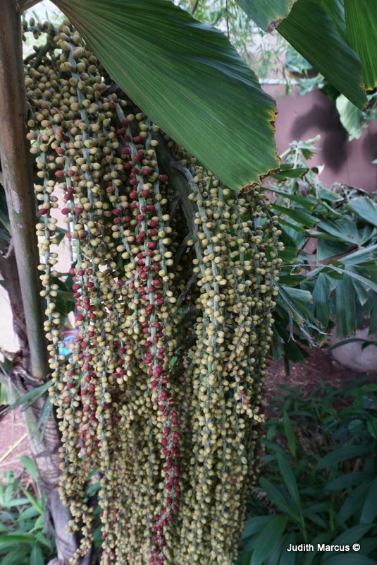 Caryota maxima 'Himalaya' - Himalayan Fishtail Palm, Mountain Fishtail ...