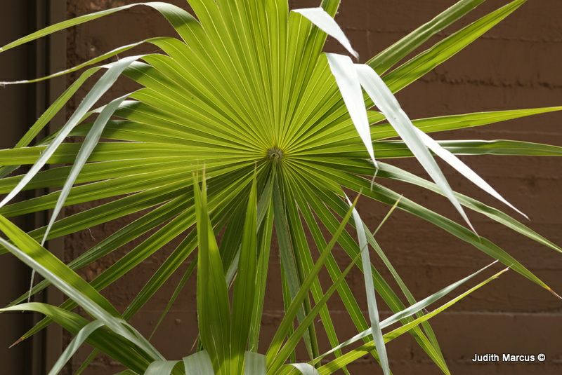 Leucothrinax morrisii - Key Thatch PalKey Thatch Palm, Brittle Thatch ...
