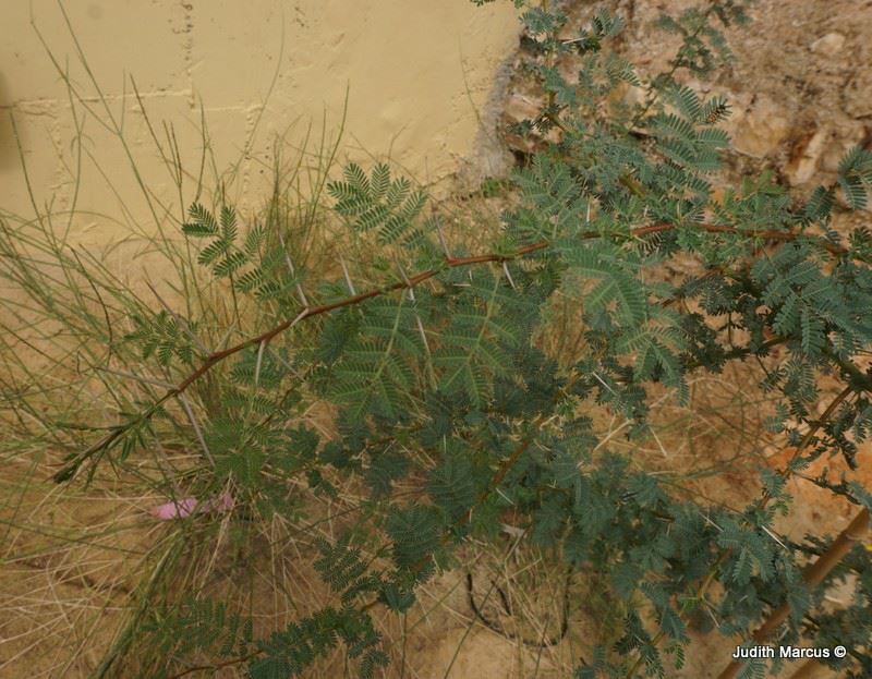 Acacia raddiana - Twisted Acacia, שיטה סלילנית, שיטה סלילנית | The ...