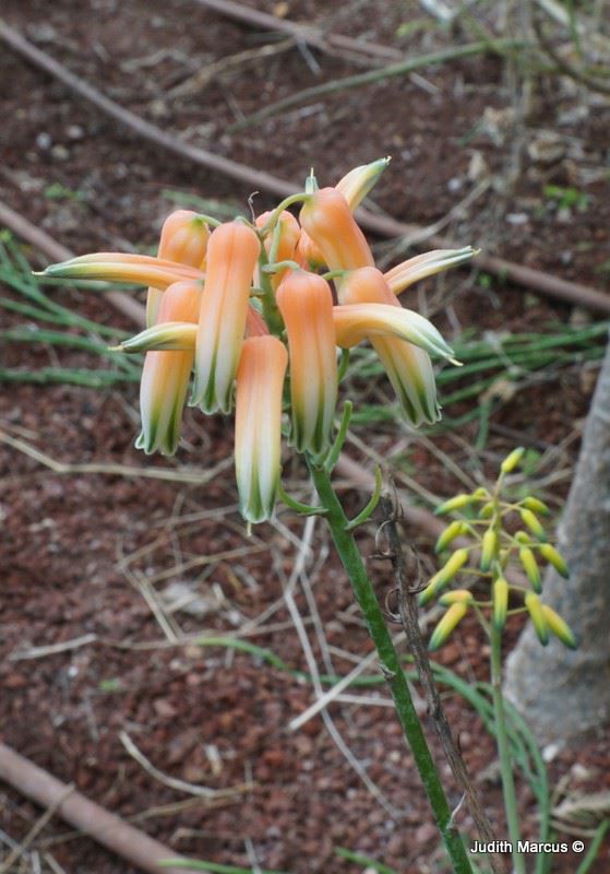 Aloe bakeri - אלווי בייקר, Dwarf Aloe, Baker Aloe, אלווי בייקר, אלווי ...