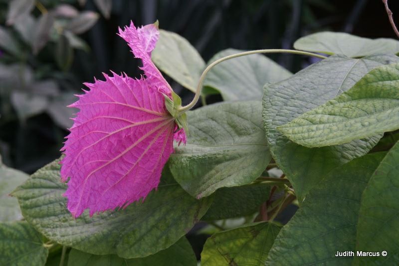 Dalechampia dioscoreifolia - Bow Tie Vine, Costa Rican Butterfly Vine ...