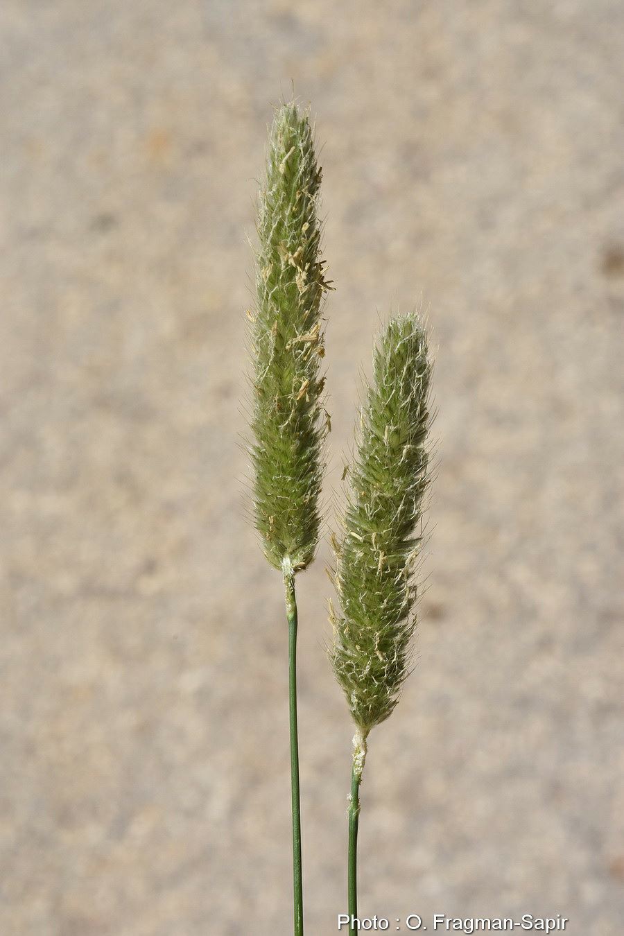 Alopecurus arundinaceus - Reed Foxtail, Creeping Meadow Foxtail ...