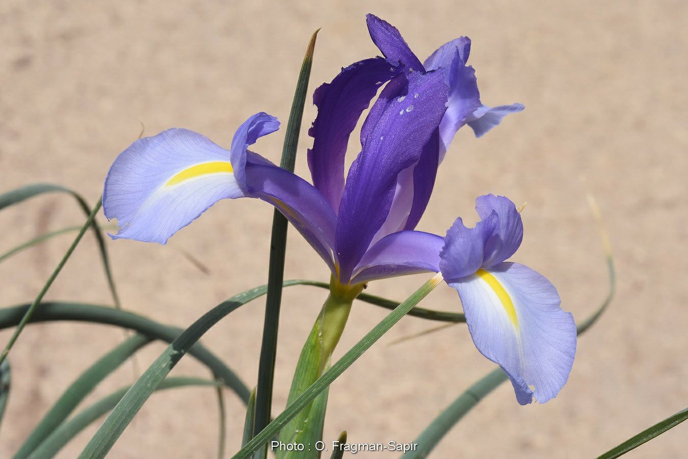 Iris xiphium - Spanish Iris, איריס ספרדי, איריס ספרדי | The Jerusalem ...