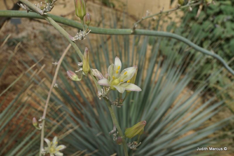 Hesperaloe funifera - בן-אלווי החבלים, New Mexico False Yucca | The ...