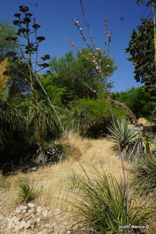 Hesperaloe funifera - New Mexico False Yucca, Giant Hesperaloe, בן ...