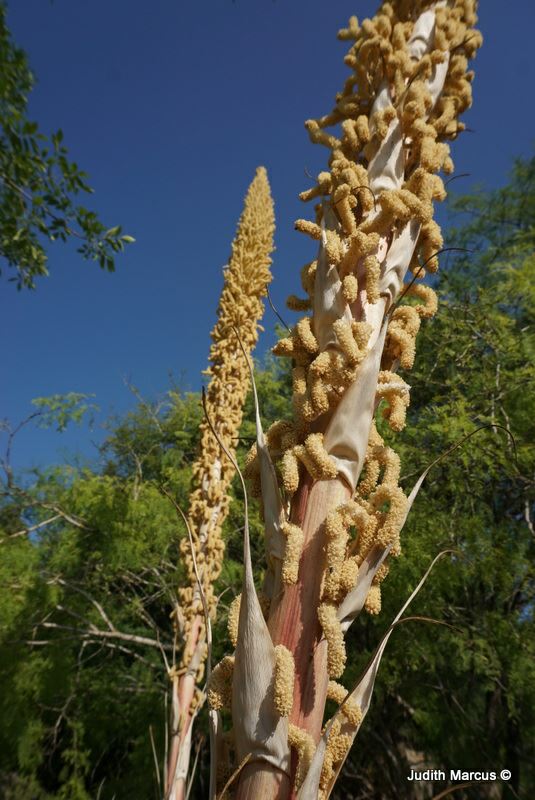 Dasylirion wheeleri - ציצנית וילר, Desert Spoon, ציצנית וילר, Desert ...