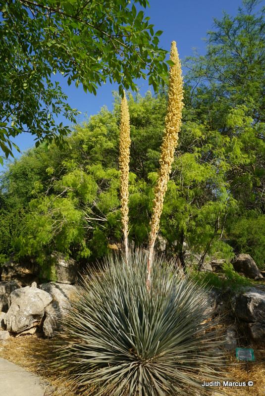 Dasylirion wheeleri - ציצנית וילר, Desert Spoon, ציצנית וילר, Desert ...