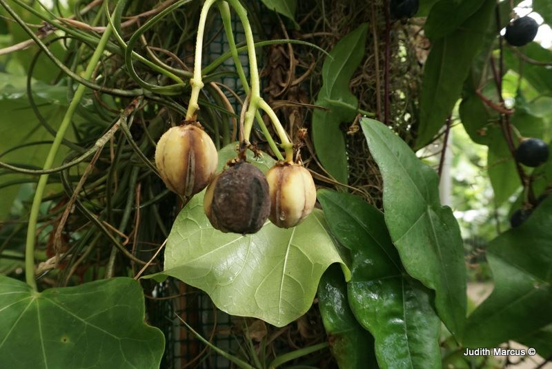 Jatropha curcas - יטרופה קצרת-אונות, Barbados Nut, Purging Nut, Physic ...