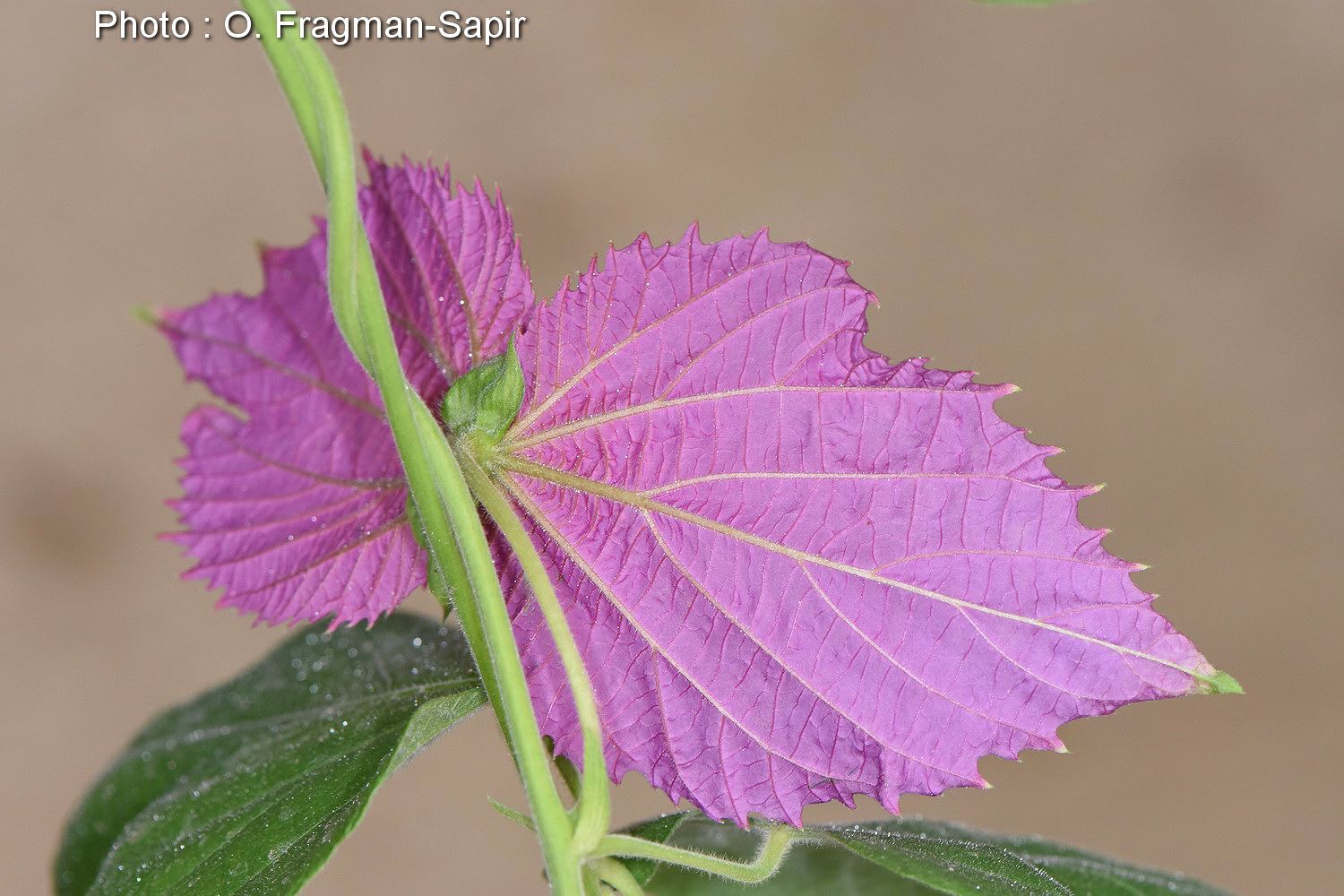 Dalechampia dioscoreifolia - Bow Tie Vine, Costa Rican Butterfly Vine ...