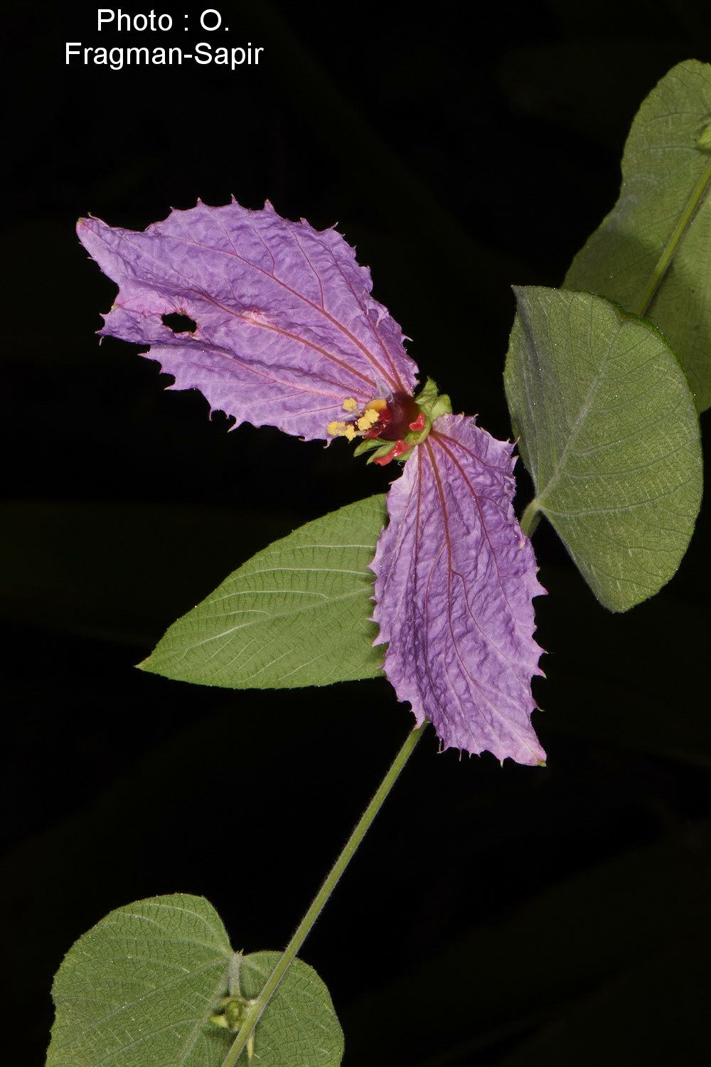 Dalechampia dioscoreifolia - Bow Tie Vine, Costa Rican Butterfly Vine ...