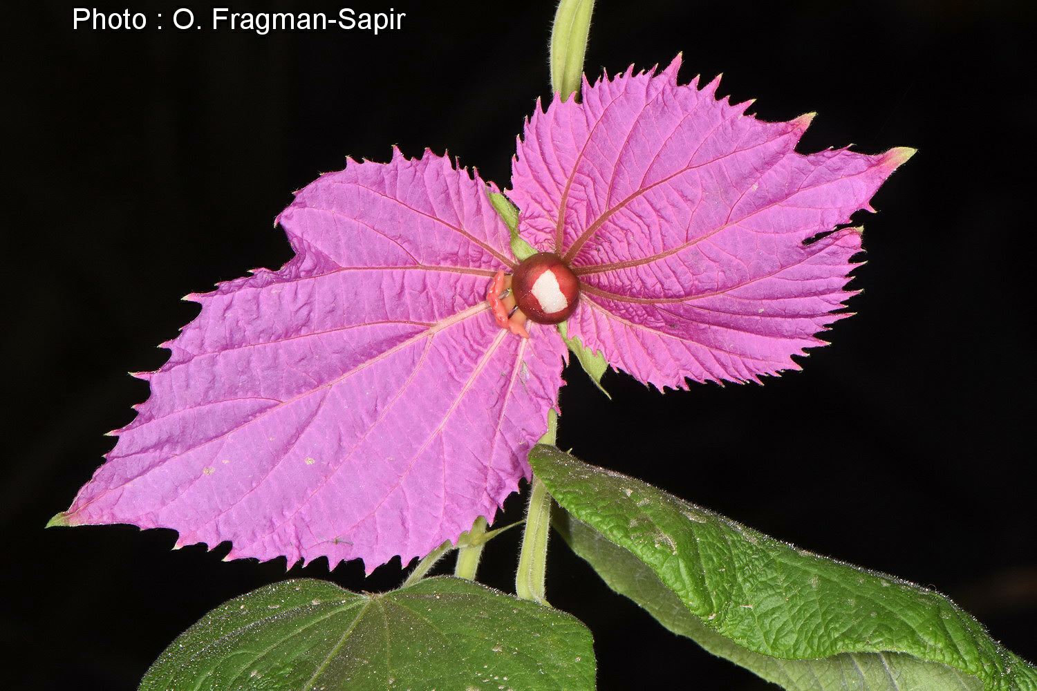 Dalechampia dioscoreifolia - Bow Tie Vine, Costa Rican Butterfly Vine ...