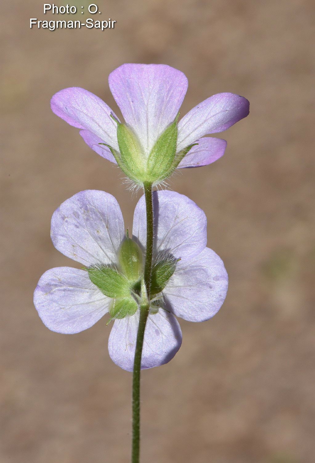 Geranium maculatum - Spotted Geranium, Wood Geranium, גרניון מוכתם ...