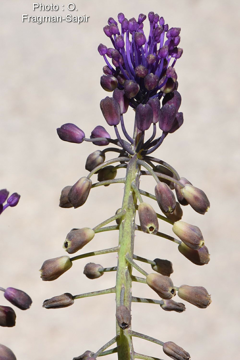 Leopoldia comosa - מצילות מצויצות, Feather Hyacinth, Feather Muscari ...