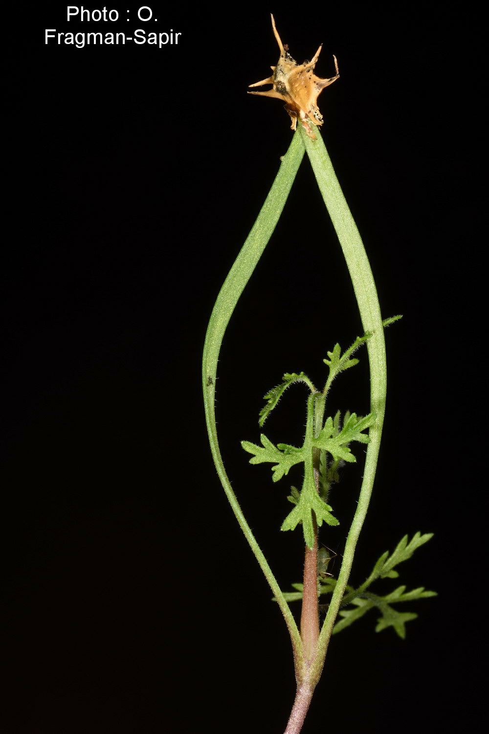 Lisaea strigosa - Strigose Lisaea, ליסיאה סורית, ליסיאה סורית | The ...