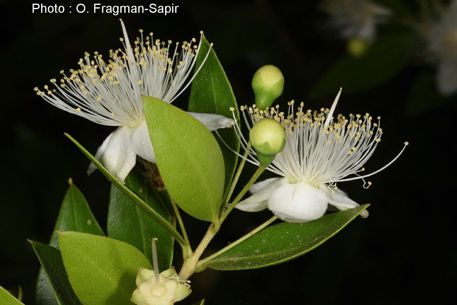 Myrtus communis - הדס מצוי, Common Myrtle, True Myrtle, הדס מצוי, הדס ...