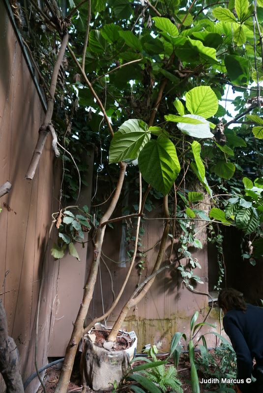 Ficus auriculata - Elephant Ear Fig Tree, Giant Indian Fig, פיקוס אוזני ...