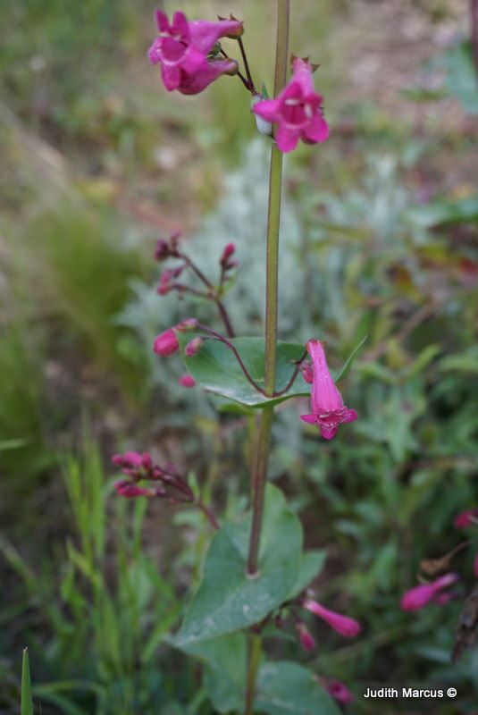 Penstemon pseudospectabilis - פנסטמון מדברי, Desert Penstemon | The ...