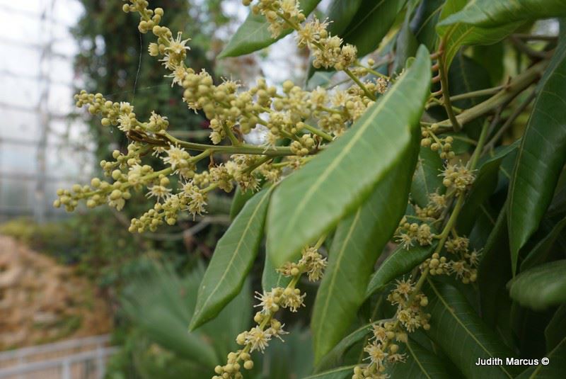 Sideroxylon capiri - Bully Tree, סידרוקסילון קפירי, סידרוקסילון קפירי ...
