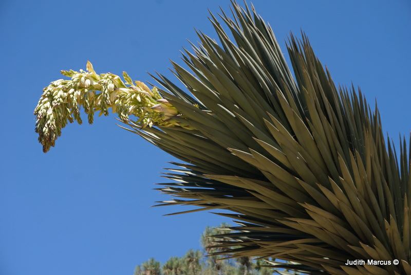 Yucca faxoniana - יוקה דרומית, Faxon Dagger, Giant Spanish Dagger, Tree ...