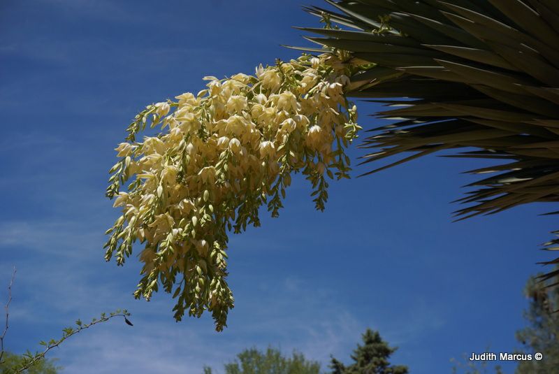 Yucca faxoniana - יוקה דרומית, Faxon Dagger, Giant Spanish Dagger, Tree ...