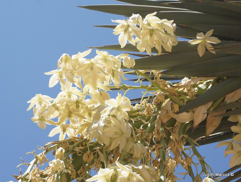 Yucca faxoniana - Faxon Dagger, Giant Spanish Dagger, Tree Yucca, St ...