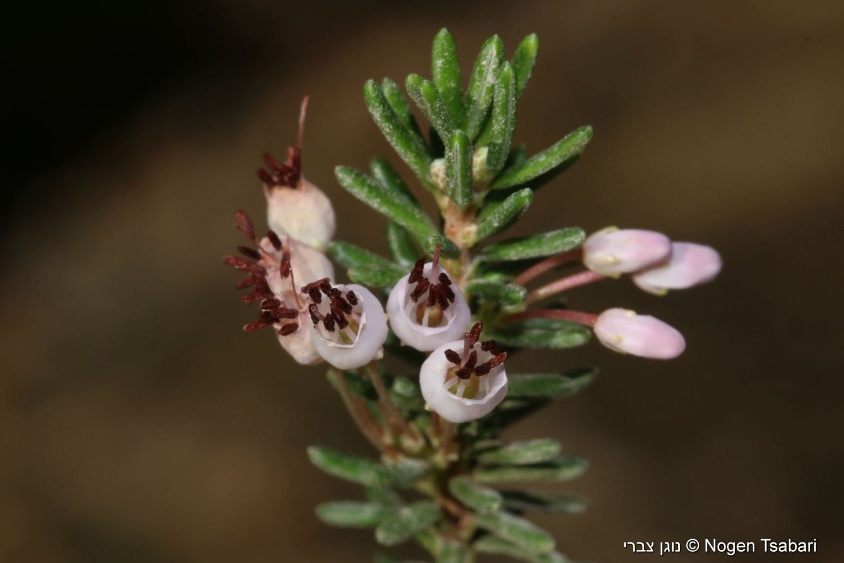 Erica multiflora - Mediterranean Heather, אברש רב-פרחים, אברש רב-פרחים ...