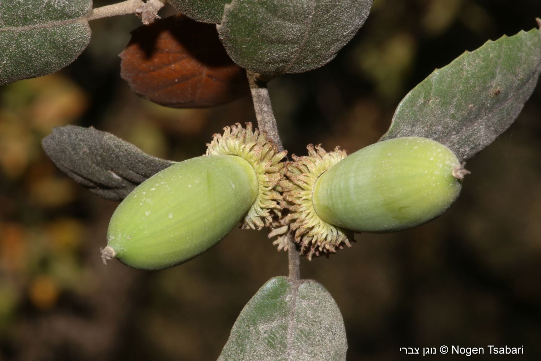 Quercus alnifolia - אלון זהוב, Golden Oak | The Jerusalem Botanical Gardens