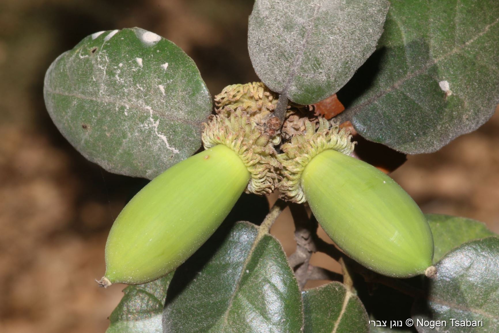 Quercus alnifolia - אלון זהוב, Golden Oak | The Jerusalem Botanical Gardens