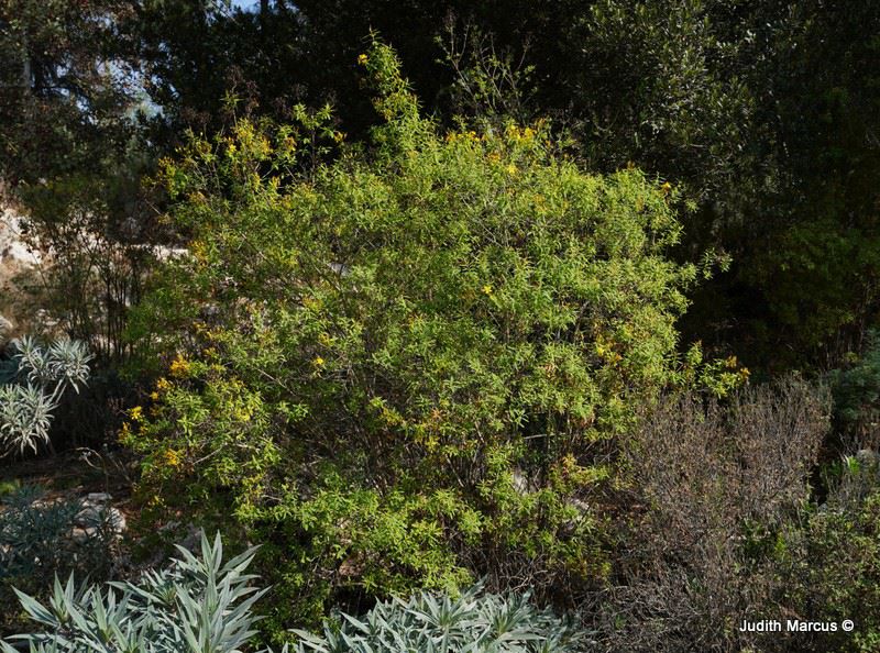 Hypericum canariense - פרע קנרי, Canary Islands St. John's Wort, פרע ...