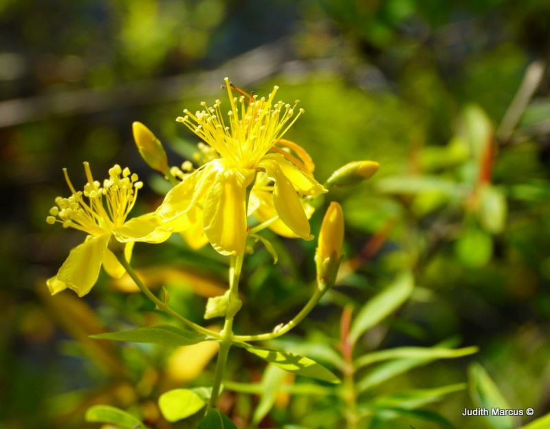 Hypericum canariense - פרע קנרי, Canary Islands St. John's Wort, פרע ...