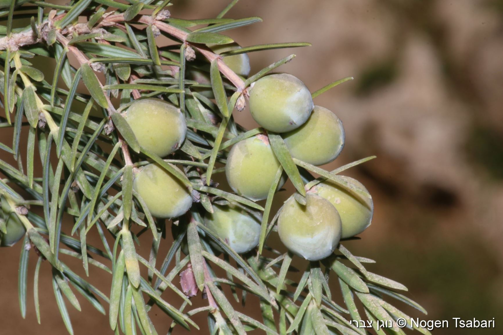 Juniperus cedrus - ערער קנרי, Canary Island Juniper | The Jerusalem ...