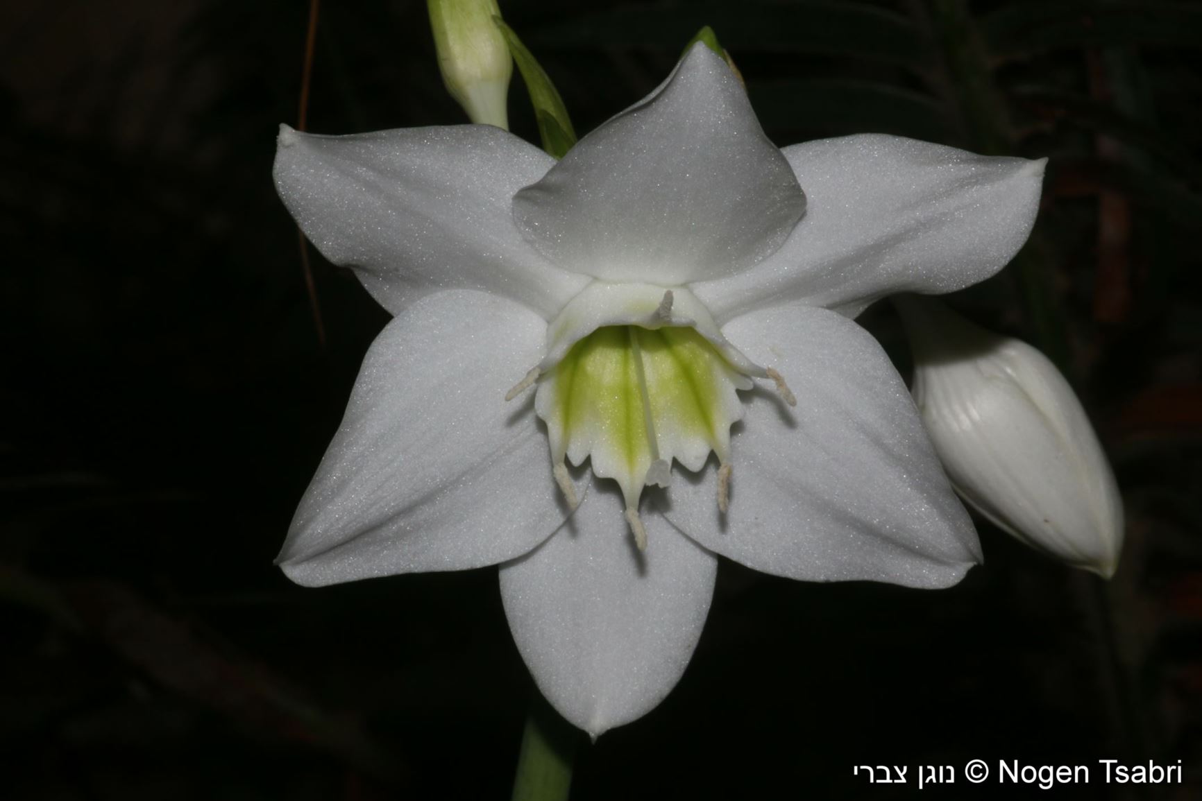 Eucharis × grandiflora - Amazon Lily, Eucharist Lily, Star of Bethlehem ...