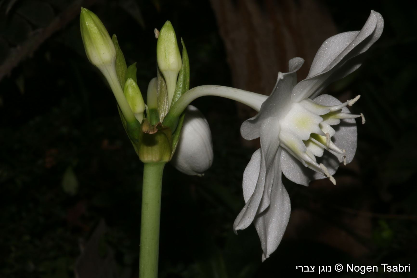 Eucharis × grandiflora - Amazon Lily, Eucharist Lily, Star of Bethlehem ...
