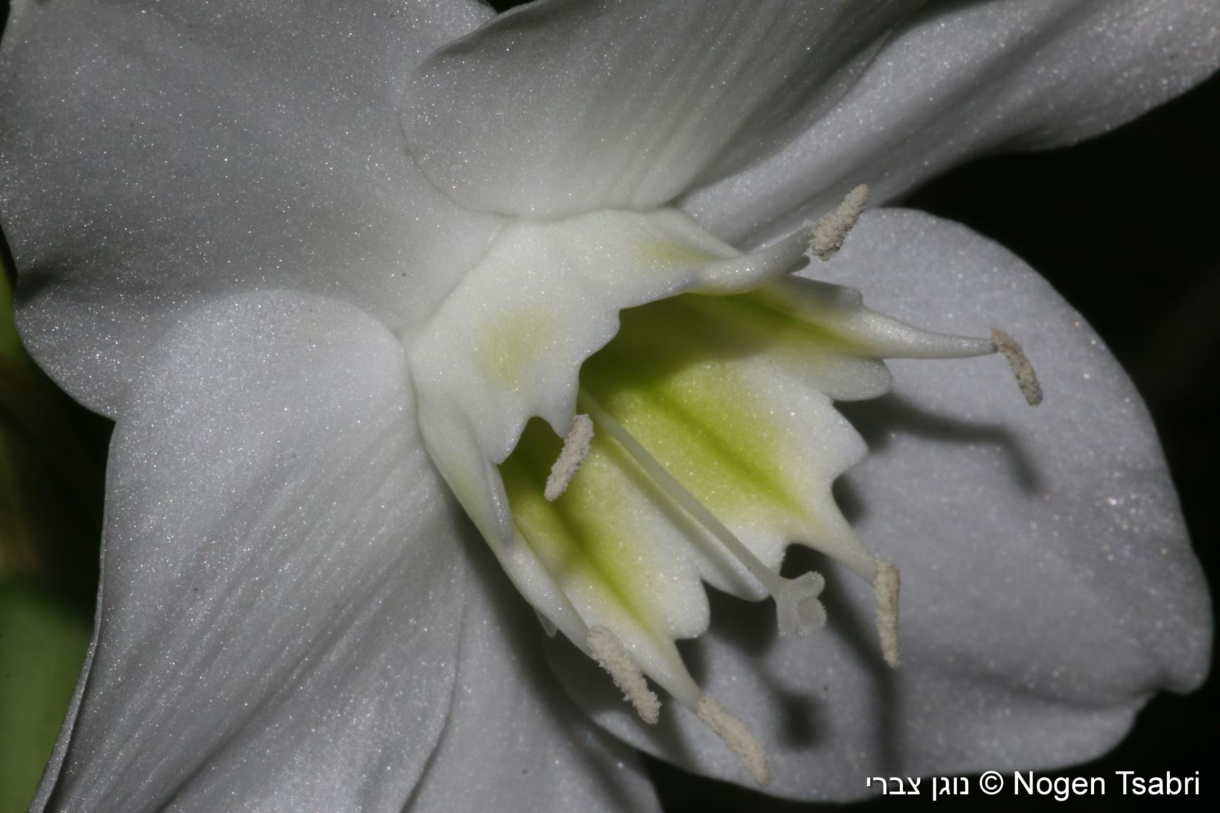 Eucharis × grandiflora - Amazon Lily, Eucharist Lily, Star of Bethlehem ...