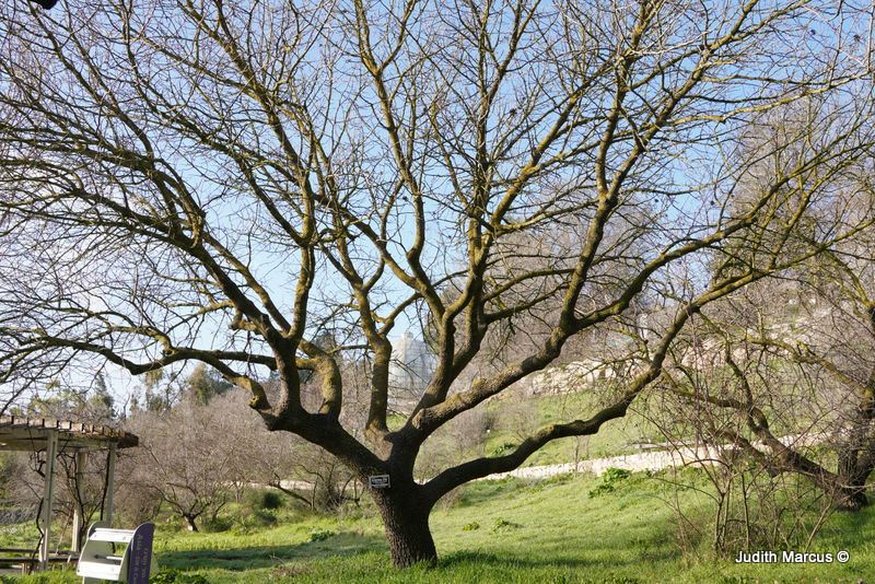 Pistacia atlantica - אלה אטלנטית, Mount Atlas Pistache | The Jerusalem ...
