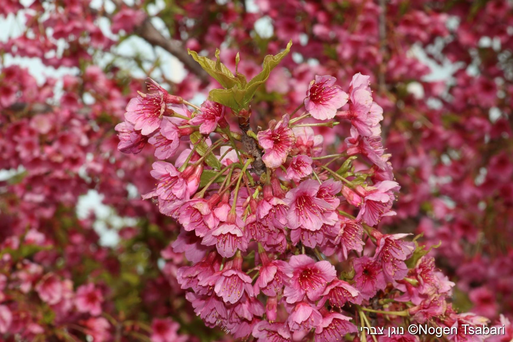 Prunus campanulata - דובדבן פעמוני, Bell-flowered Cherry, Carmine ...