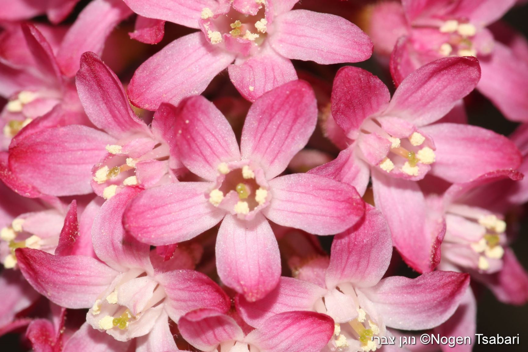 Ribes sanguineum - Winter Currant, Flowering Currant, Red-flowering ...