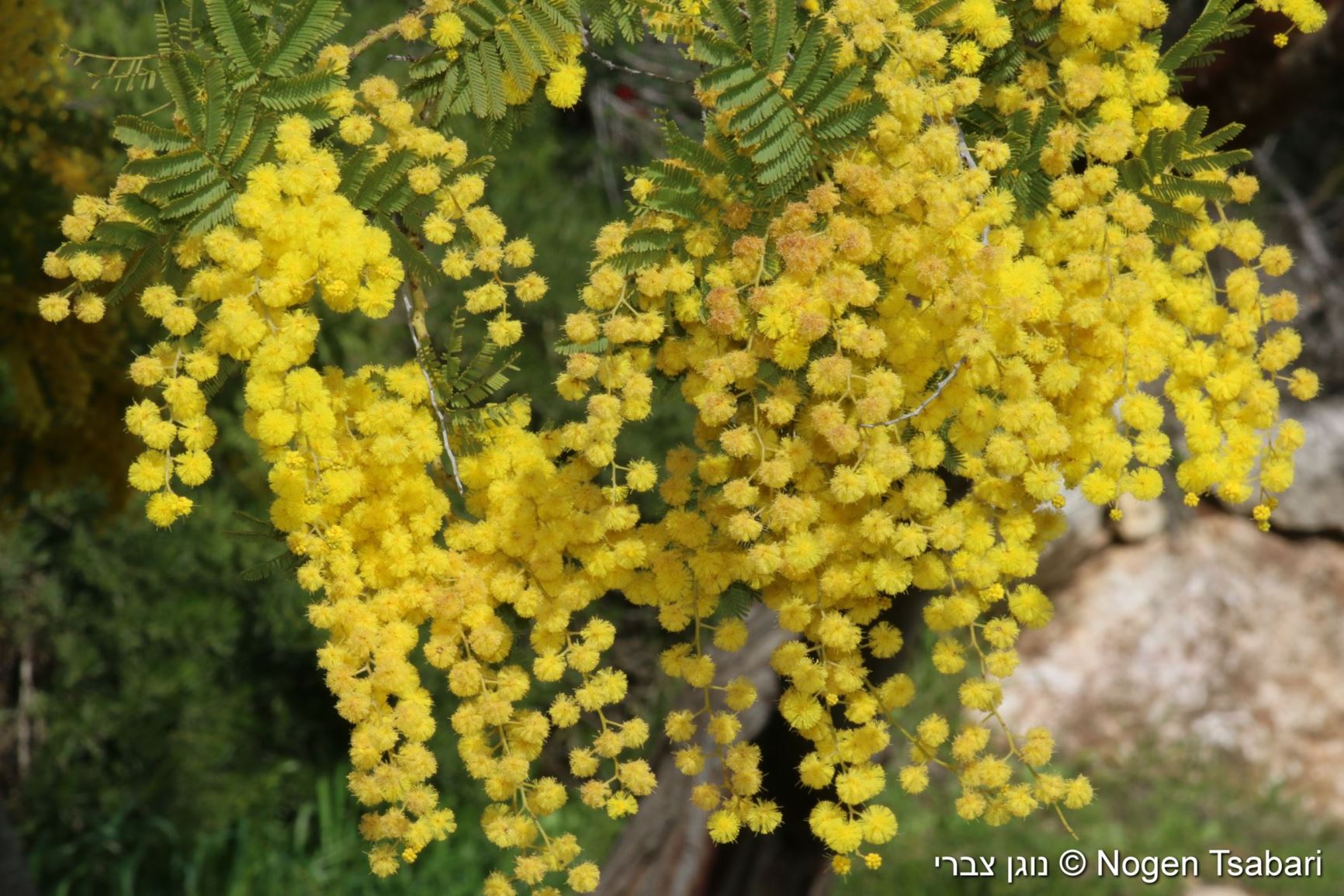 Acacia decurrens - Early Black Wattle, Green Wattle, Queen Wattle ...