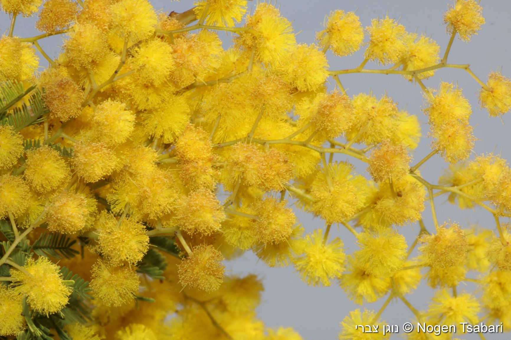 Acacia decurrens - Early Black Wattle, Green Wattle, Queen Wattle ...