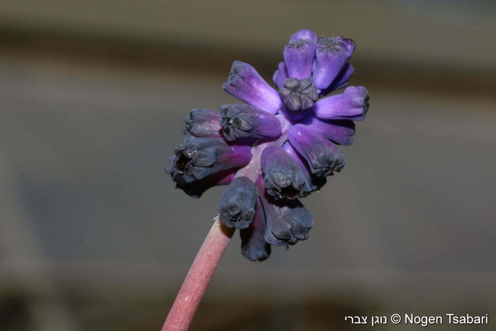 Muscari inconstrictum - כדן סגול, כדן פעור, Dark Grape Hyacinth, Purple ...
