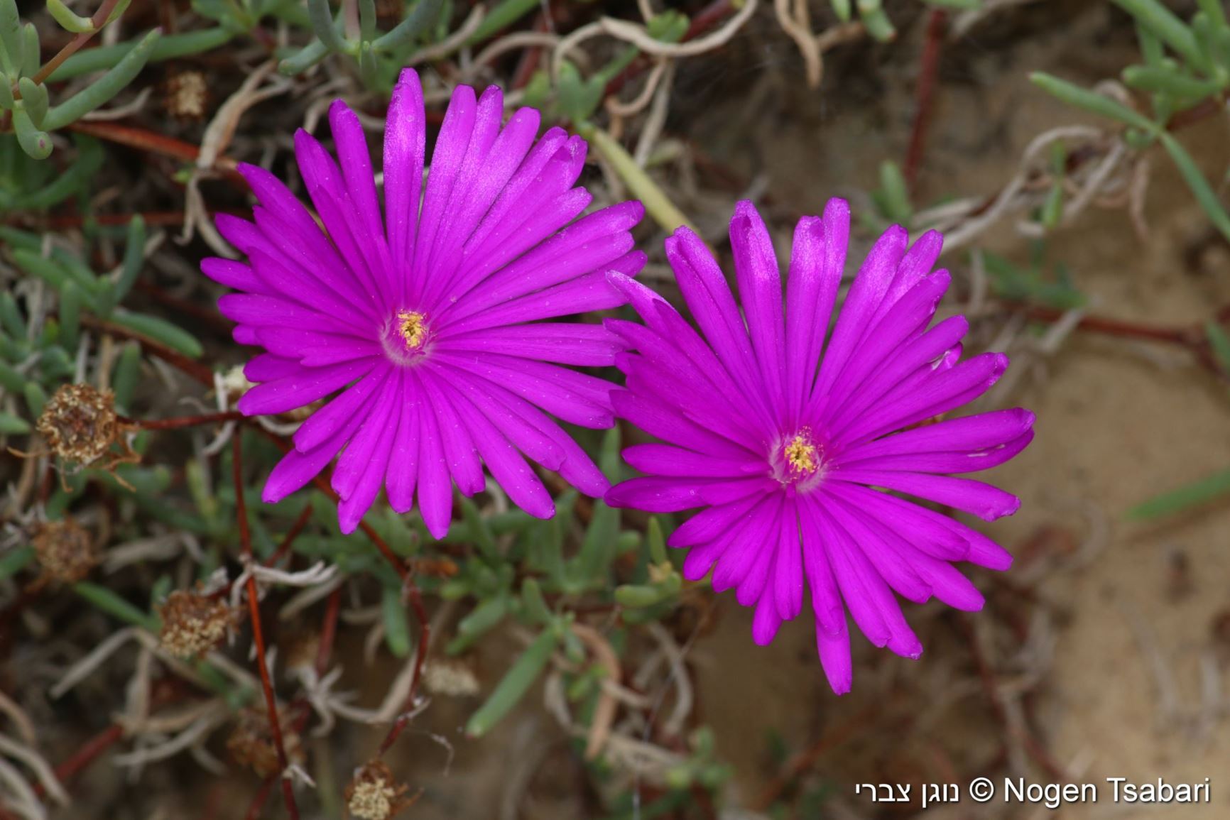 Lampranthus productus - נציץ סגול, Purple Ice Plant | The Jerusalem ...