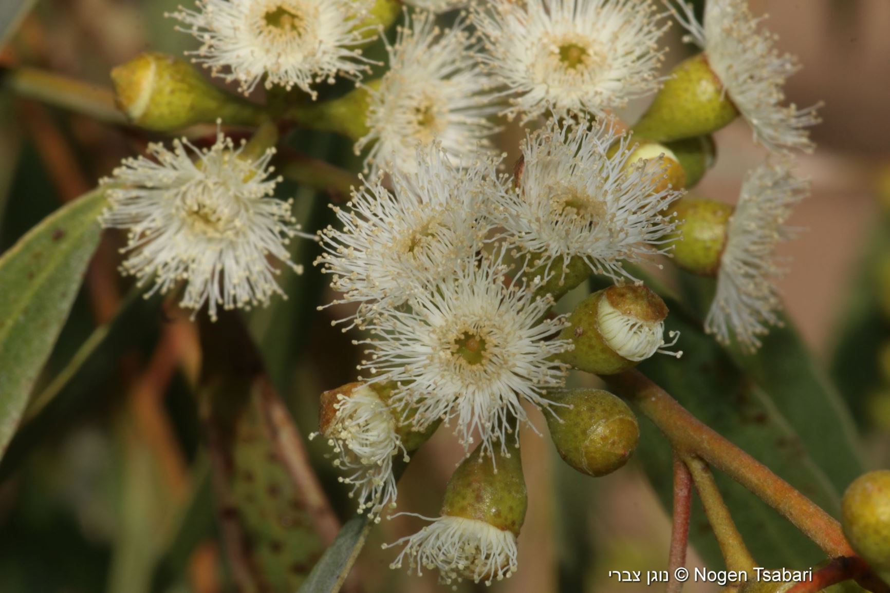 Eucalyptus porosa - Mallee Box, Quorn Mallee, איקליפטוס נקבובי ...